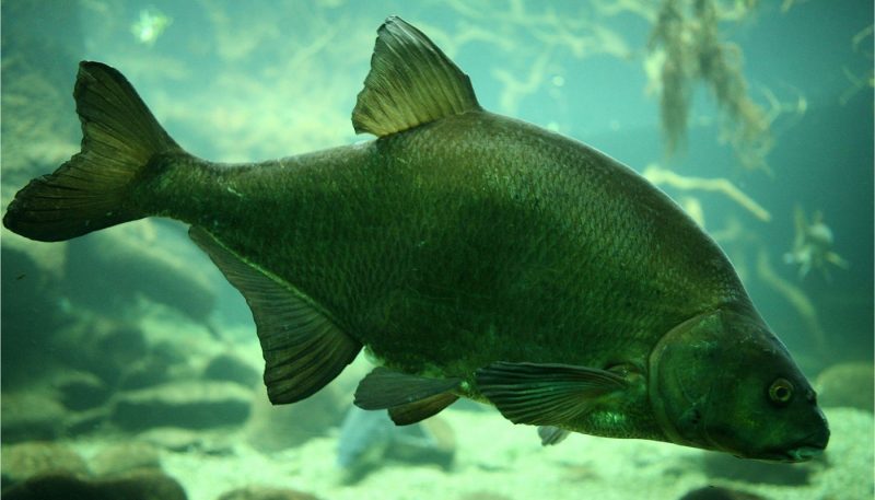 Lake Texoma Fish Species - Common Carp - Lake Texoma Guaranteed Guide ...