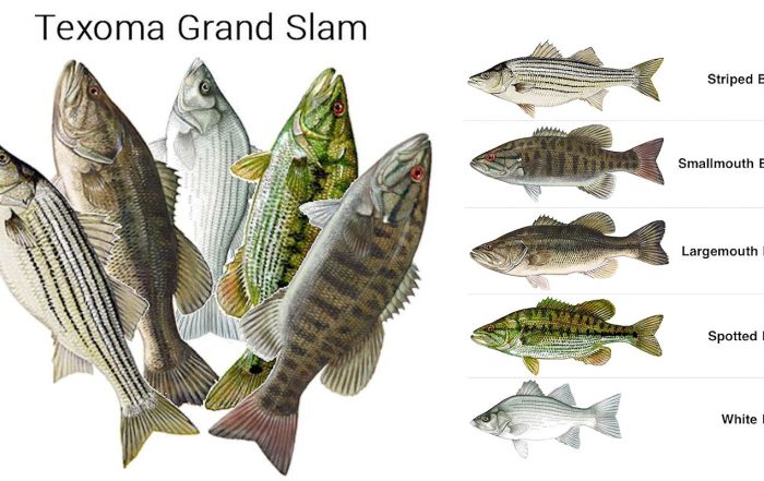 Lake Texoma Fish Species | Over 70 Fish Species await you!